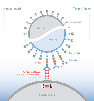 Ultrasound Contrast Agents | FUJIFILM VisualSonics