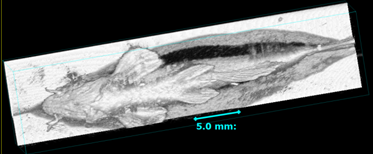 Imaging Zebrafish with High Frequency Ultrasound | FUJIFILM VisualSonics