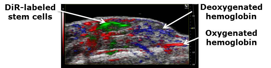Vevo Multiplexer | FUJIFILM VisualSonics