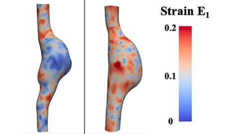 Vascular Biology Research White Paper | FUJIFILM VisualSonics