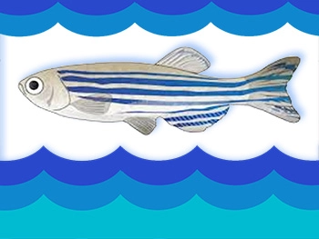 Zebrafish Drawing